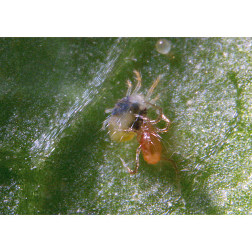 LS - Phytoseiulus-System - 2,000 (30ml)