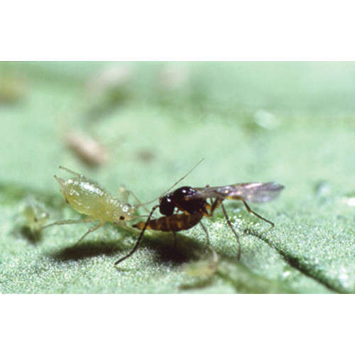 LS - Aphi-Mix-System - 750