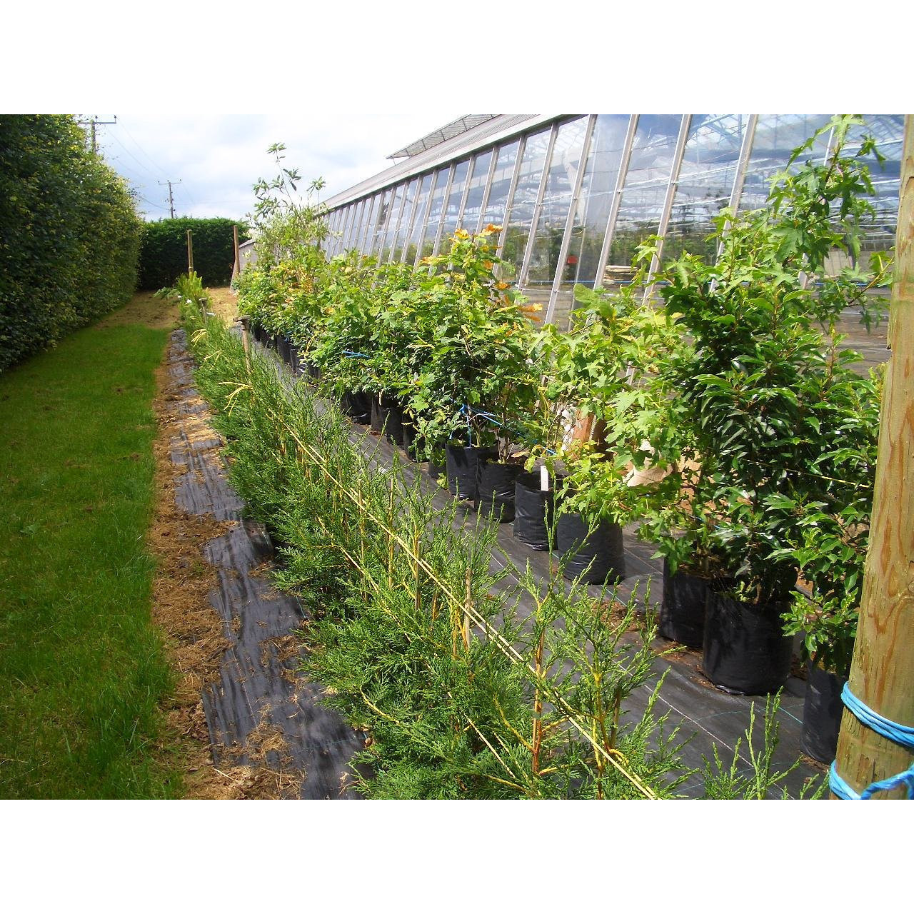 LS - Hado Polypot HP3 1.5Lt (4.5" d x 5.5" h) (3500/B) - Each